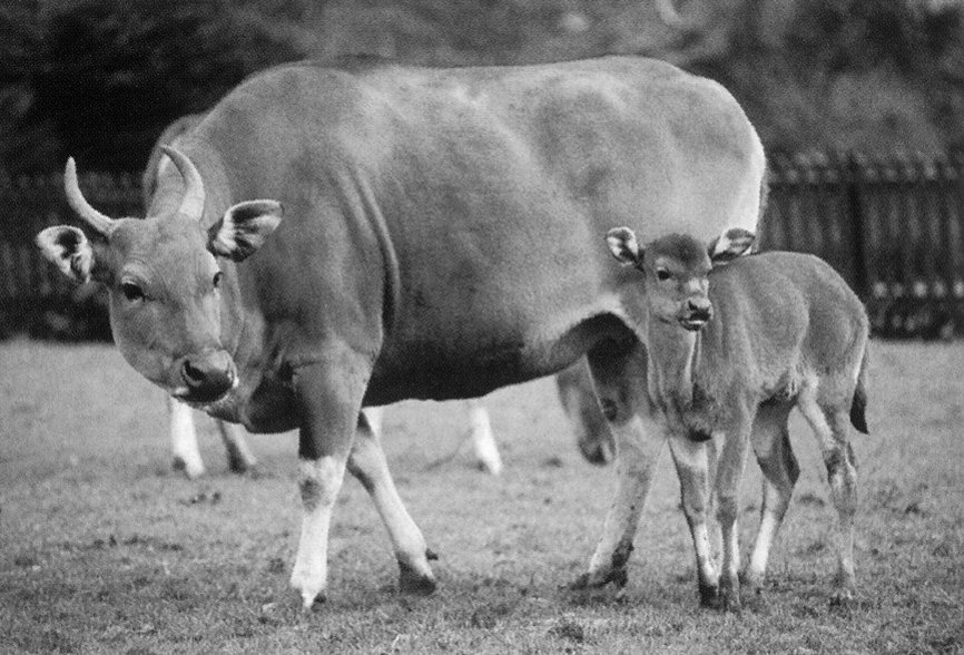 bivol - Hrvatska enciklopedija