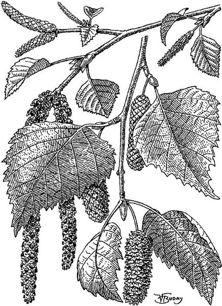 breze - Hrvatska enciklopedija