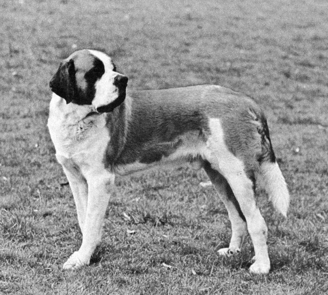 bernardinac - Hrvatska enciklopedija