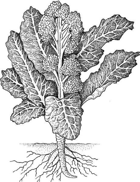 brokula - Hrvatska enciklopedija