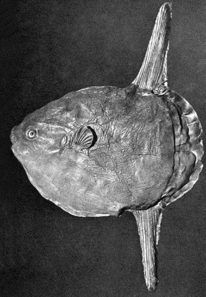 bucanj, veliki - Hrvatska enciklopedija