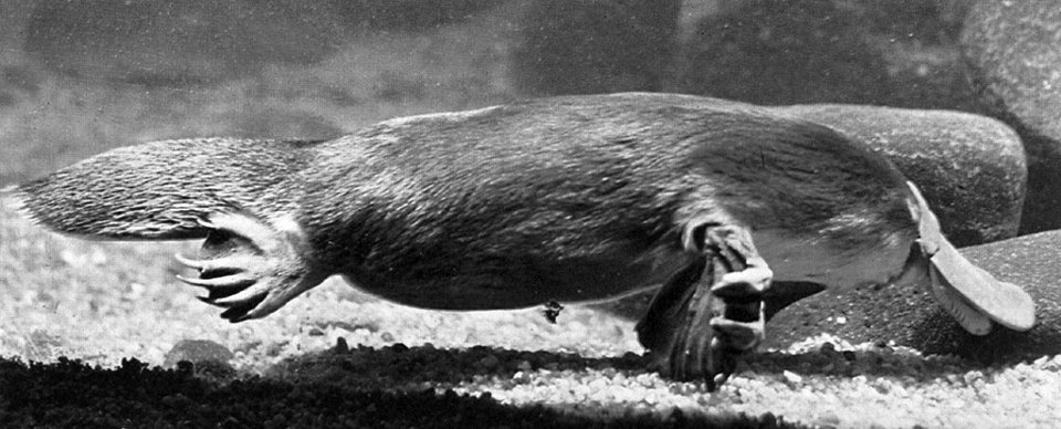 čudnovati kljunaš - Hrvatska enciklopedija