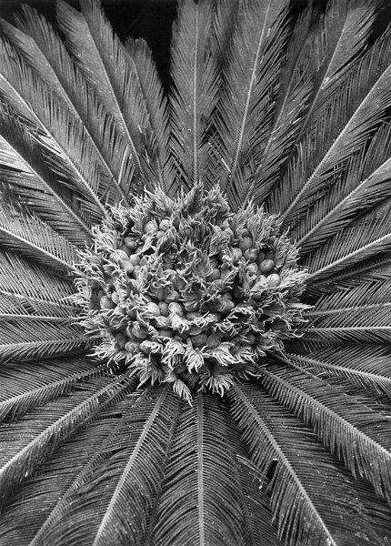 cikasi - Hrvatska enciklopedija