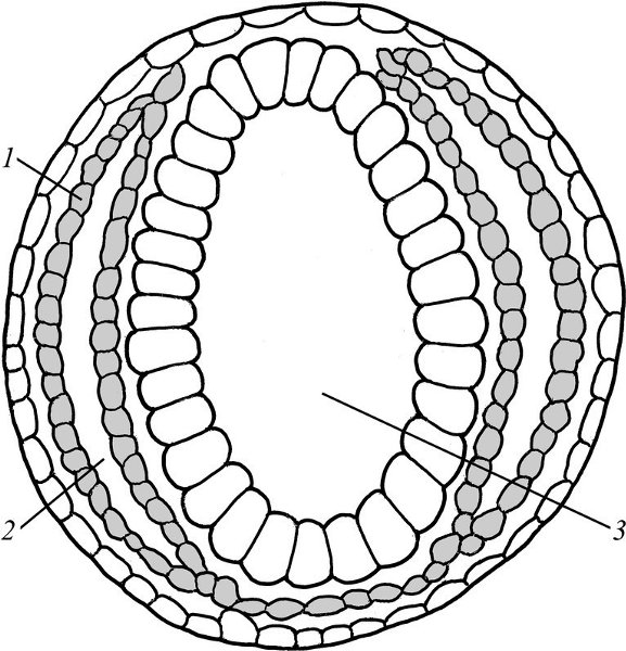 celom - Hrvatska enciklopedija