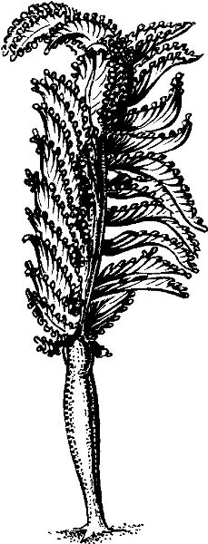 crveno perce - Hrvatska enciklopedija