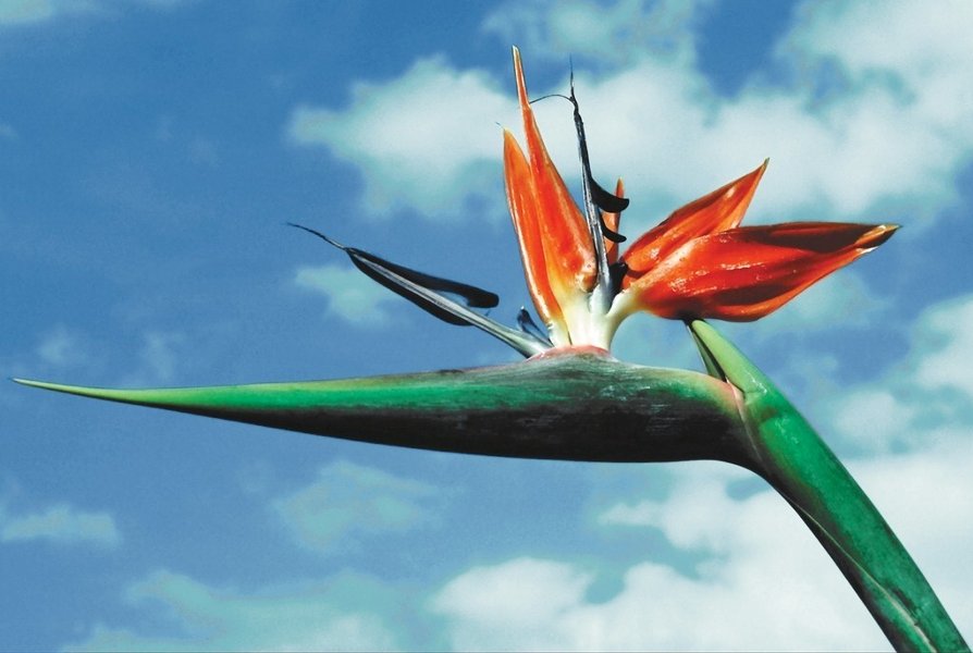 cvijet - Hrvatska enciklopedija