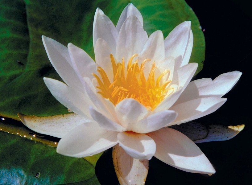 cvijet - Hrvatska enciklopedija