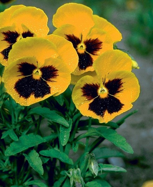 cvijet - Hrvatska enciklopedija