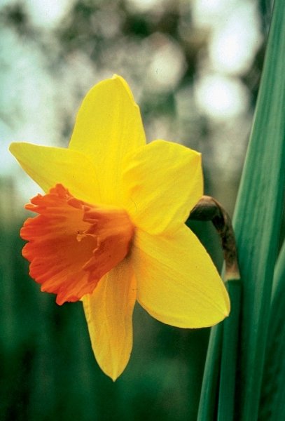 cvijet - Hrvatska enciklopedija