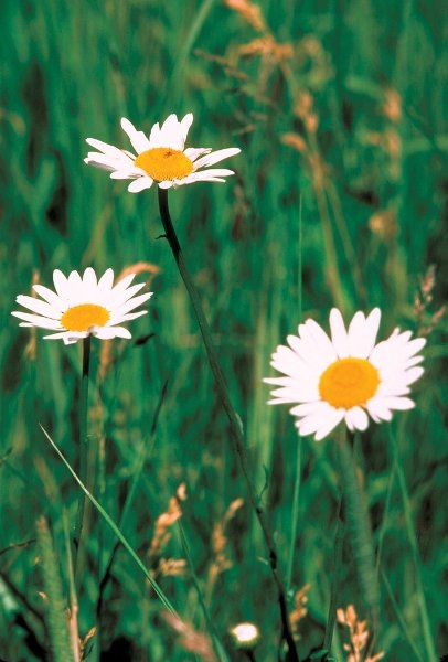 cvijet - Hrvatska enciklopedija