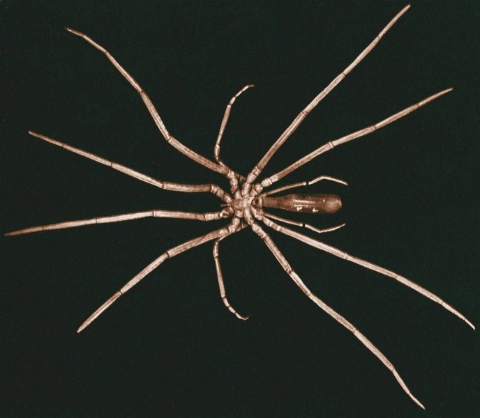 člankonošci - Hrvatska enciklopedija