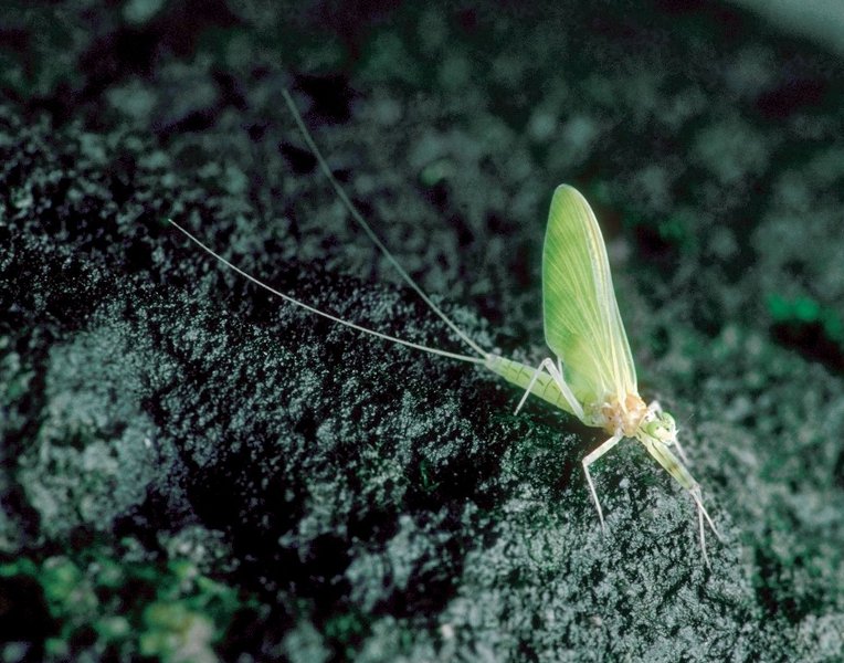 člankonošci - Hrvatska enciklopedija