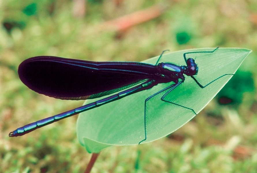 člankonošci - Hrvatska enciklopedija