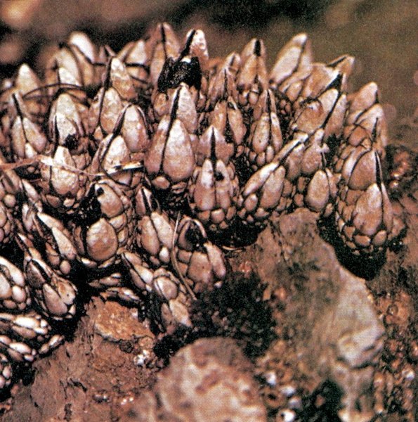 člankonošci - Hrvatska enciklopedija