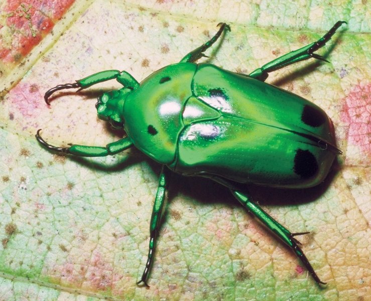 člankonošci - Hrvatska enciklopedija