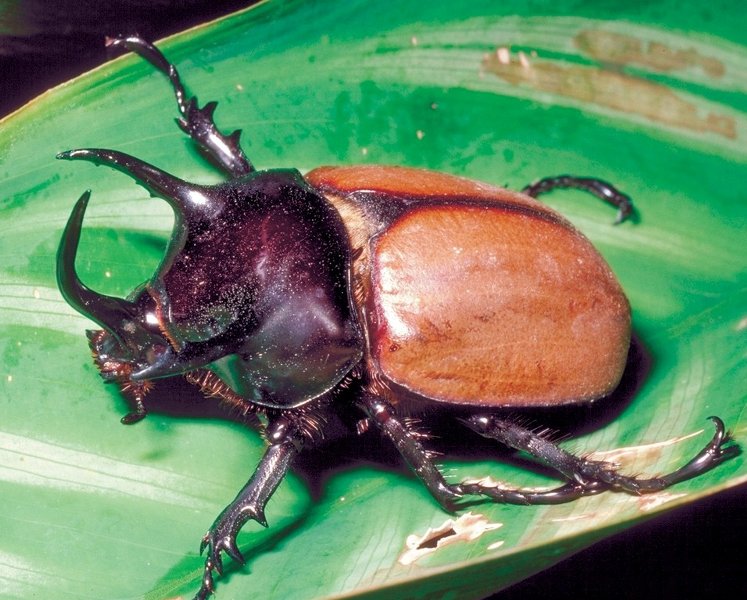 člankonošci - Hrvatska enciklopedija