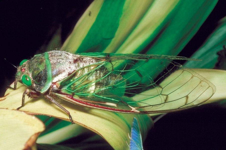 člankonošci - Hrvatska enciklopedija