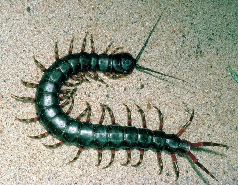 člankonošci - Hrvatska enciklopedija