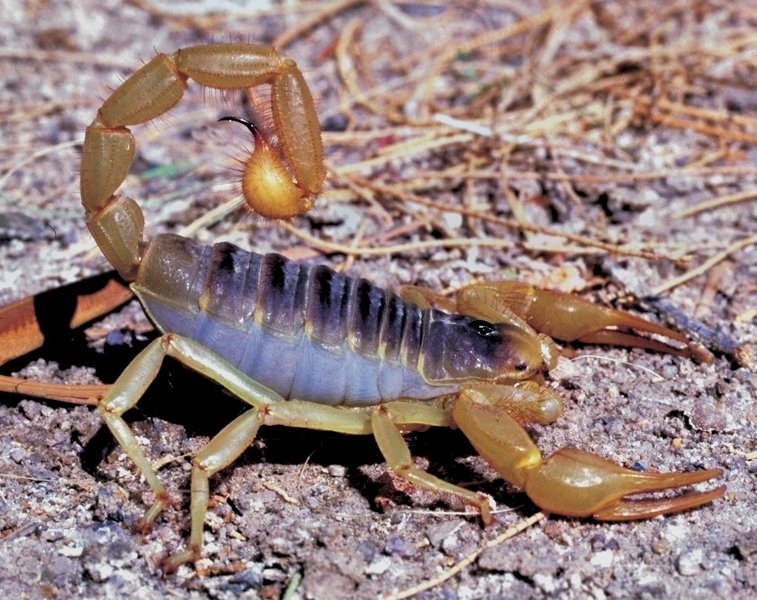 člankonošci - Hrvatska enciklopedija