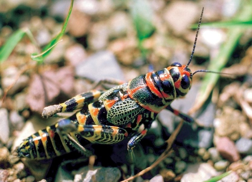 člankonošci - Hrvatska enciklopedija