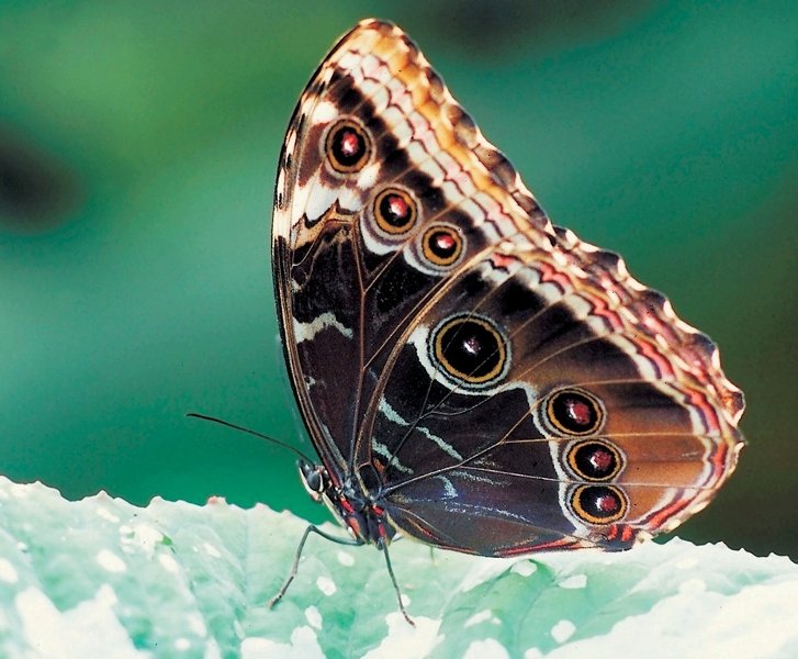 člankonošci - Hrvatska enciklopedija