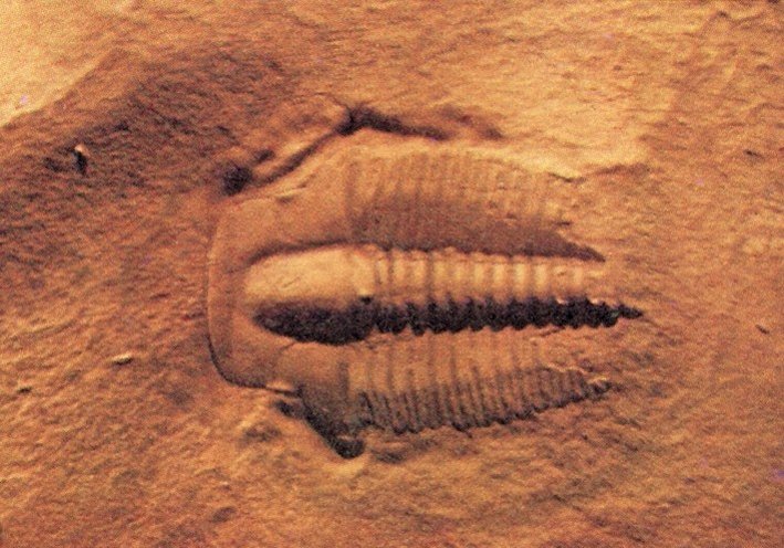 člankonošci - Hrvatska enciklopedija