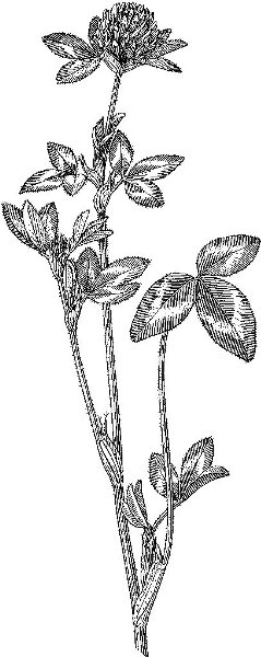 djetelina - Hrvatska enciklopedija