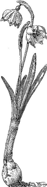 drijemovac - Hrvatska enciklopedija