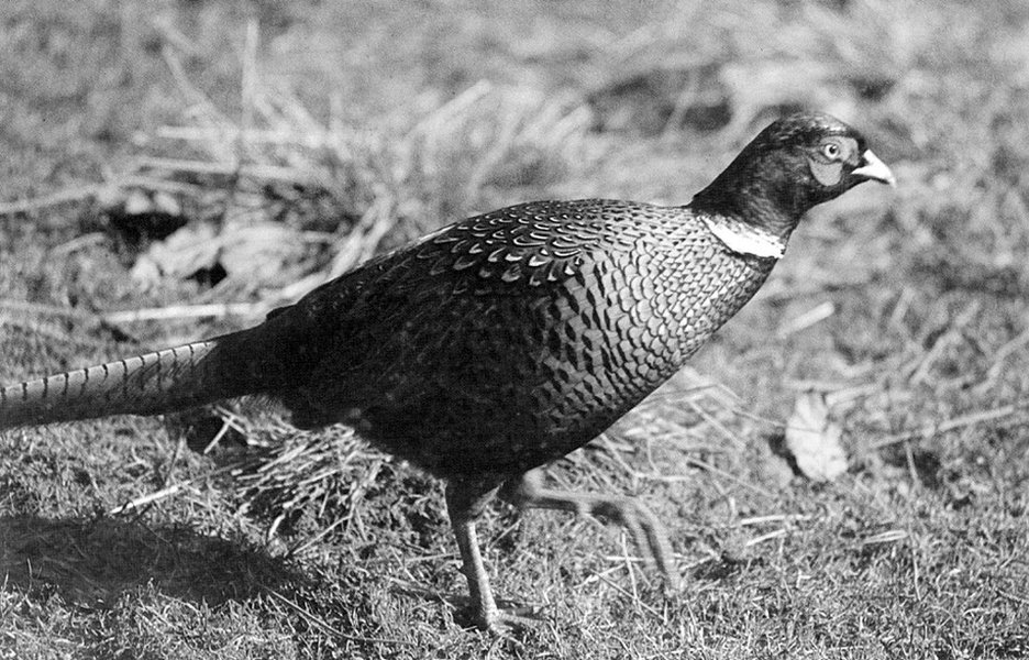 fazani - Hrvatska enciklopedija