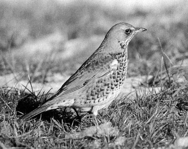 drozdovi - Hrvatska enciklopedija