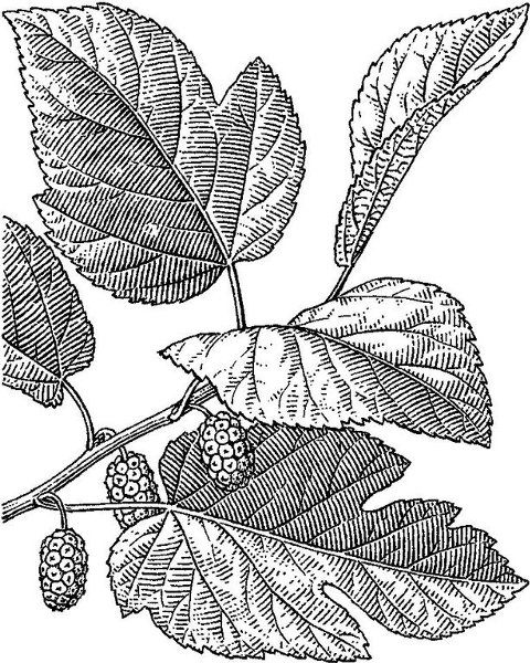 dud - Hrvatska enciklopedija