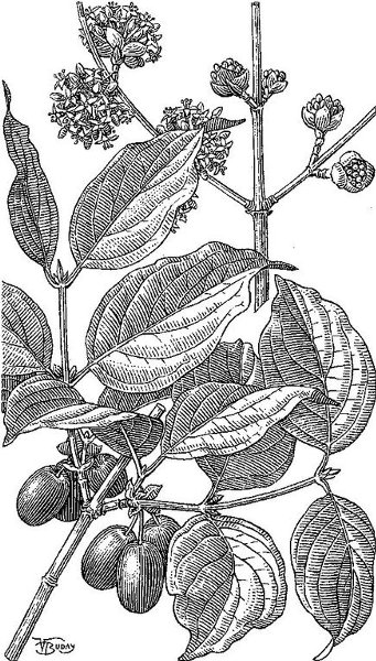 drenovi - Hrvatska enciklopedija