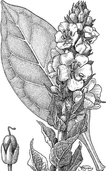 divizma - Hrvatska enciklopedija