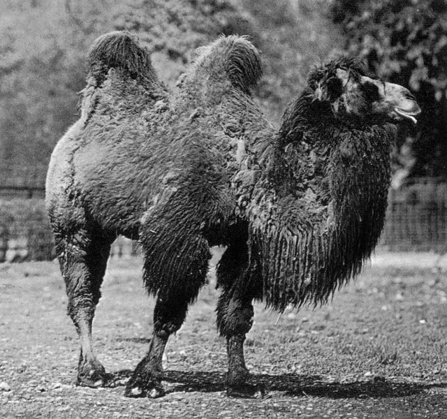 deve - Hrvatska enciklopedija