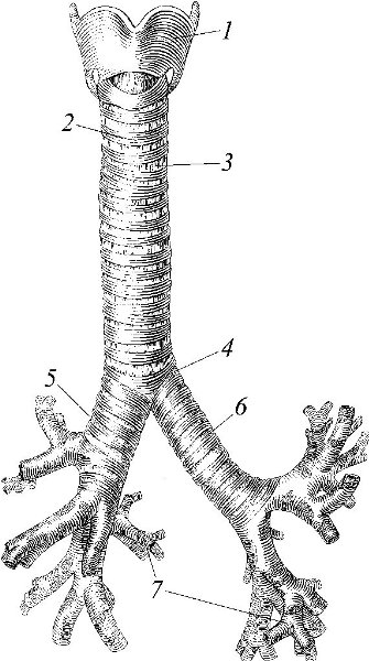 dušnik - Hrvatska enciklopedija