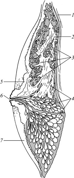 dojka - Hrvatska enciklopedija