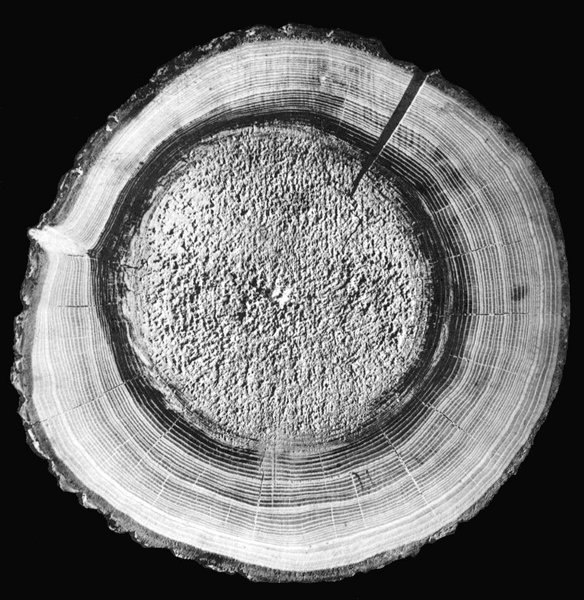 drvo - Hrvatska enciklopedija