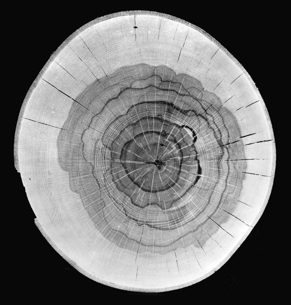 drvo - Hrvatska enciklopedija