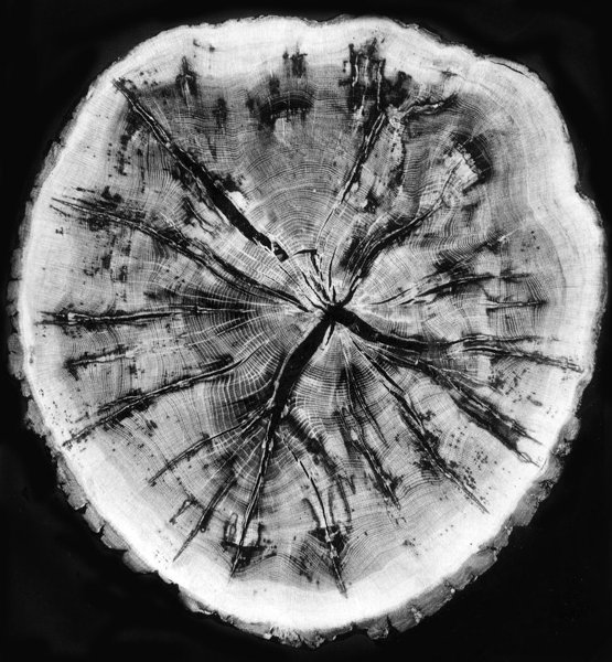 drvo - Hrvatska enciklopedija