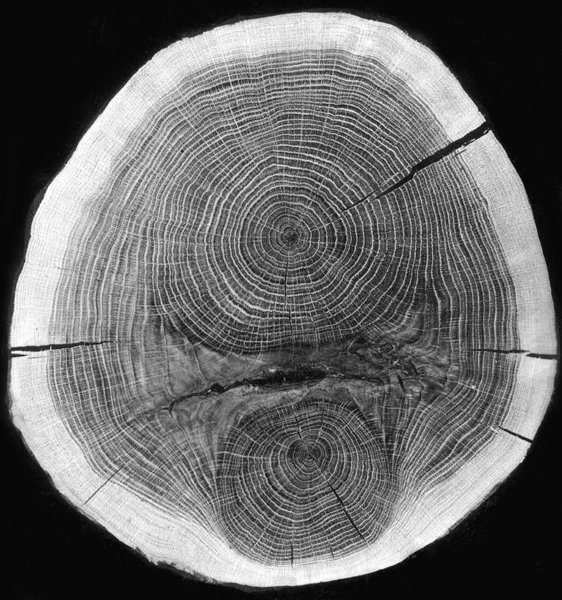 drvo - Hrvatska enciklopedija