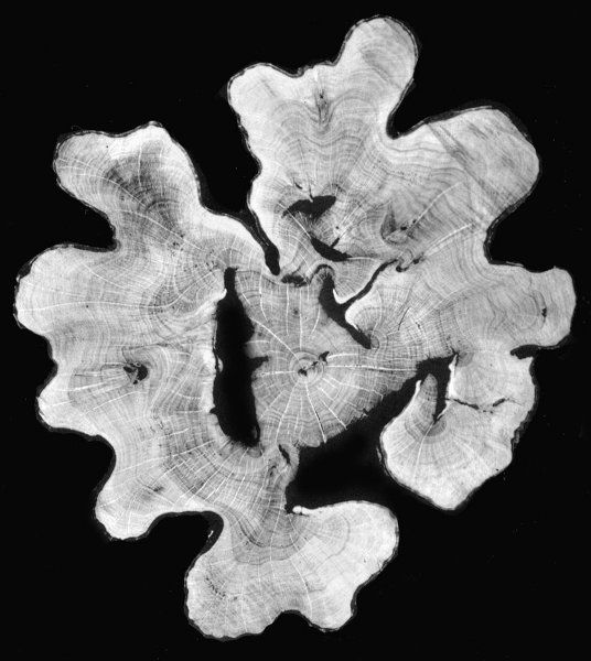 drvo - Hrvatska enciklopedija