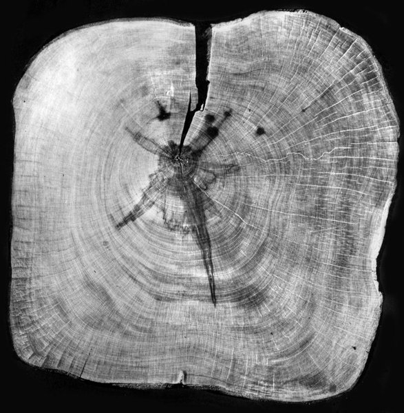 drvo - Hrvatska enciklopedija