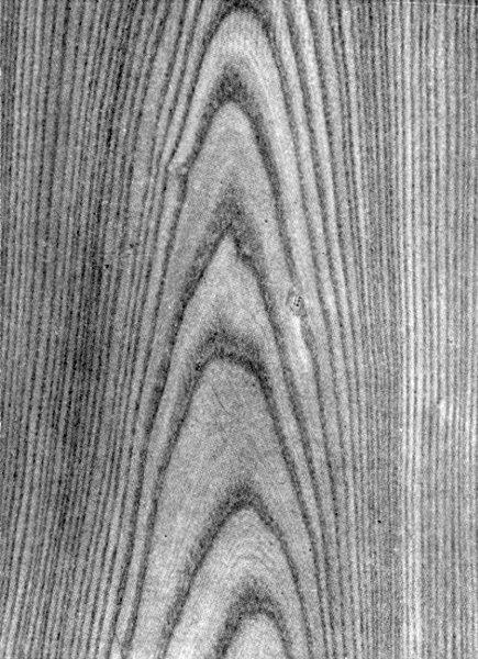 drvo - Hrvatska enciklopedija