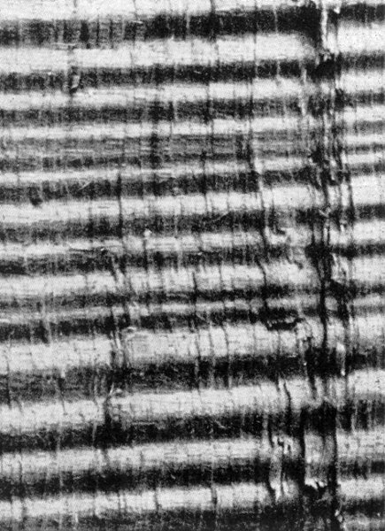 drvo - Hrvatska enciklopedija