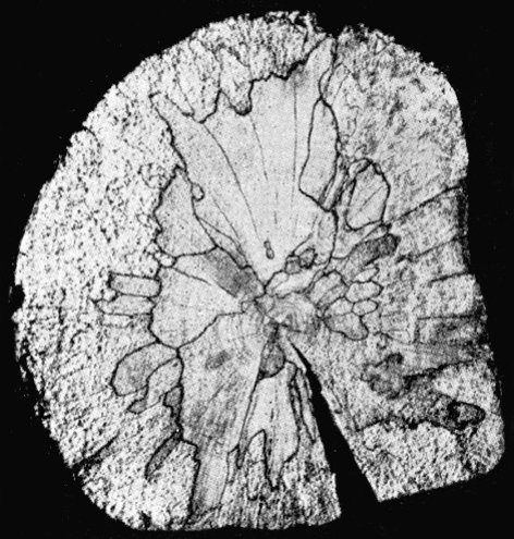 drvo - Hrvatska enciklopedija