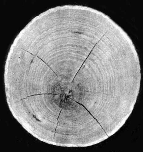 drvo - Hrvatska enciklopedija