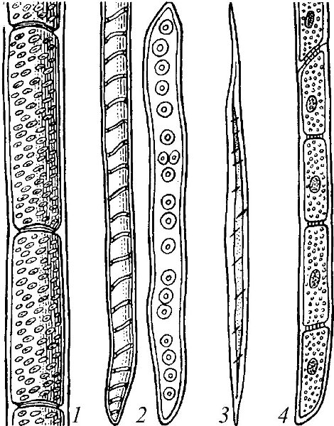 drvo - Hrvatska enciklopedija