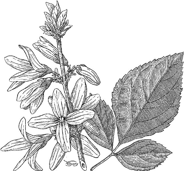 forzicija - Hrvatska enciklopedija