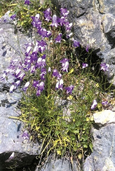 endemi - Hrvatska enciklopedija