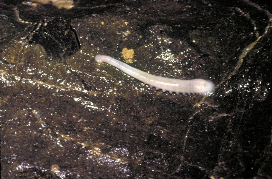 endemi - Hrvatska enciklopedija